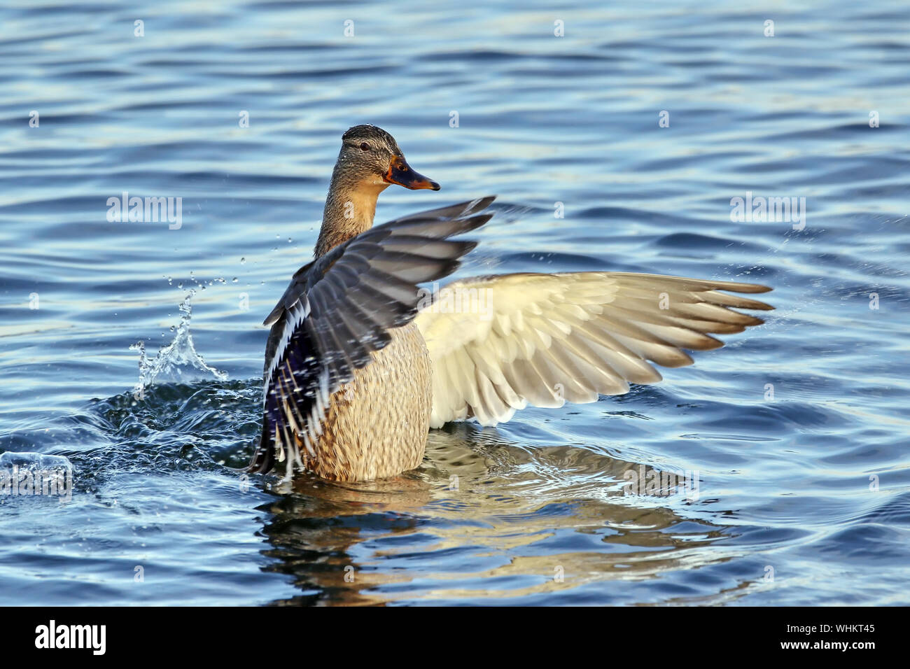 Flapping in the hi-res stock photography and images - Alamy