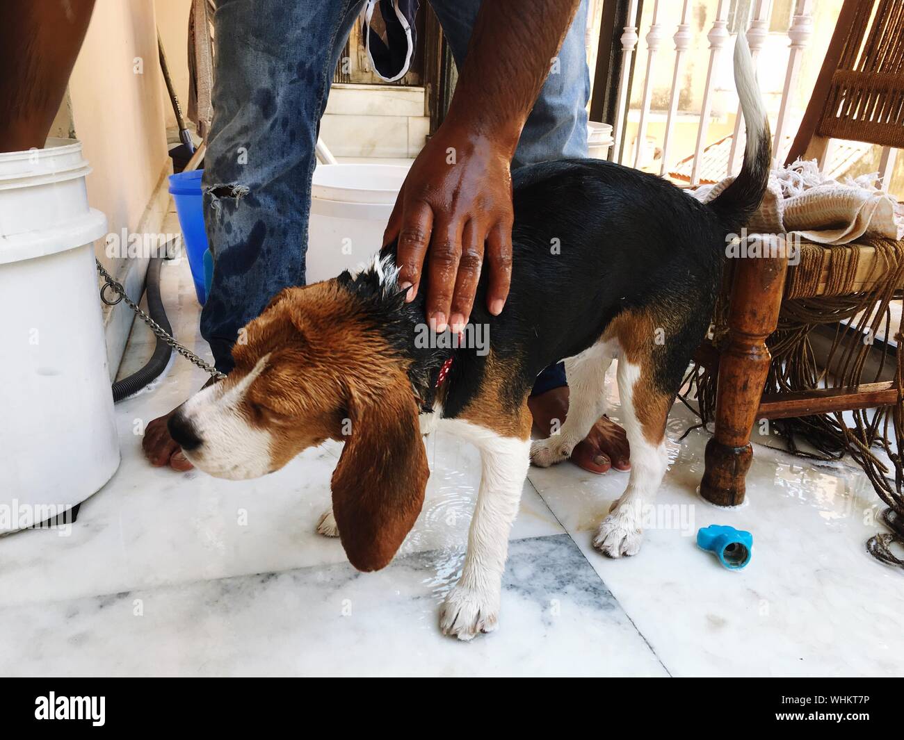 Dog bathing with owner hi-res stock photography and images - Alamy