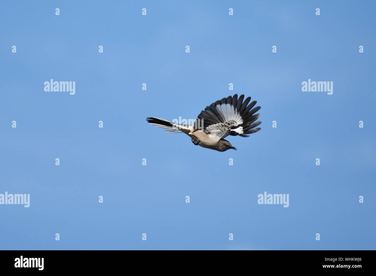 Northern Mockingbird Flight High Resolution Stock Photography and ...