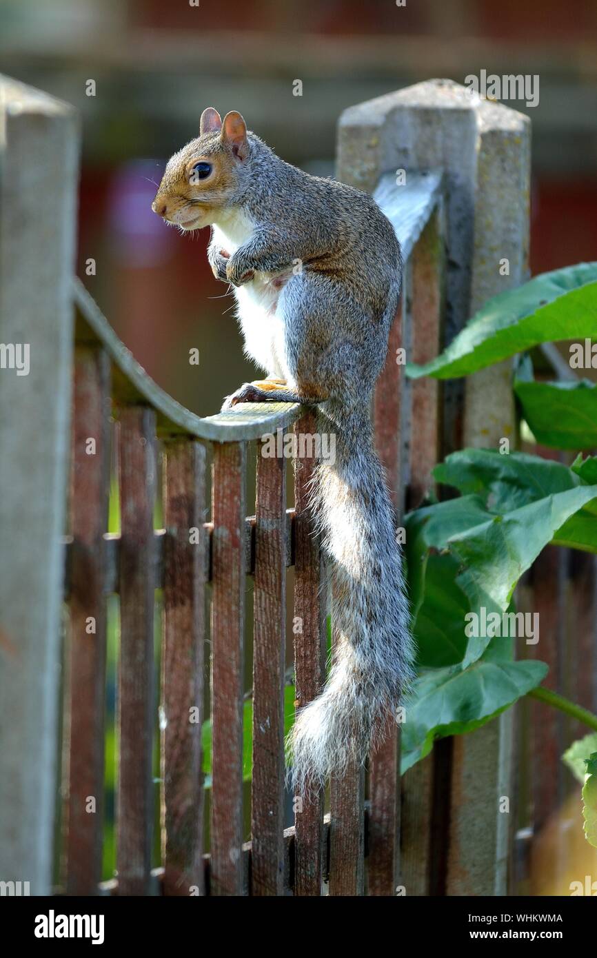 Squirrel sitting on fence hi-res stock photography and images - Alamy
