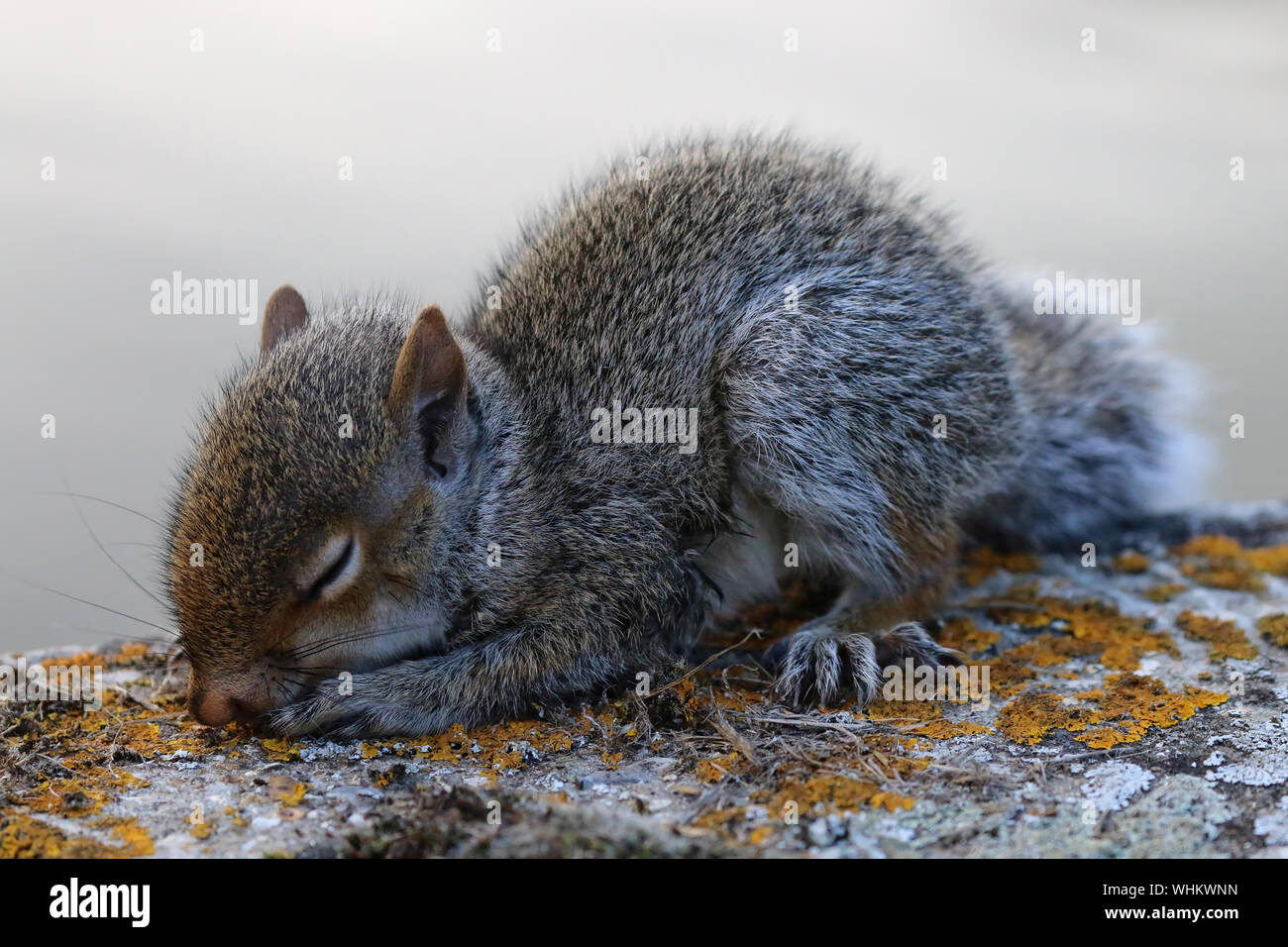 Sleeping Squirrel High Resolution Stock Photography and Images - Alamy
