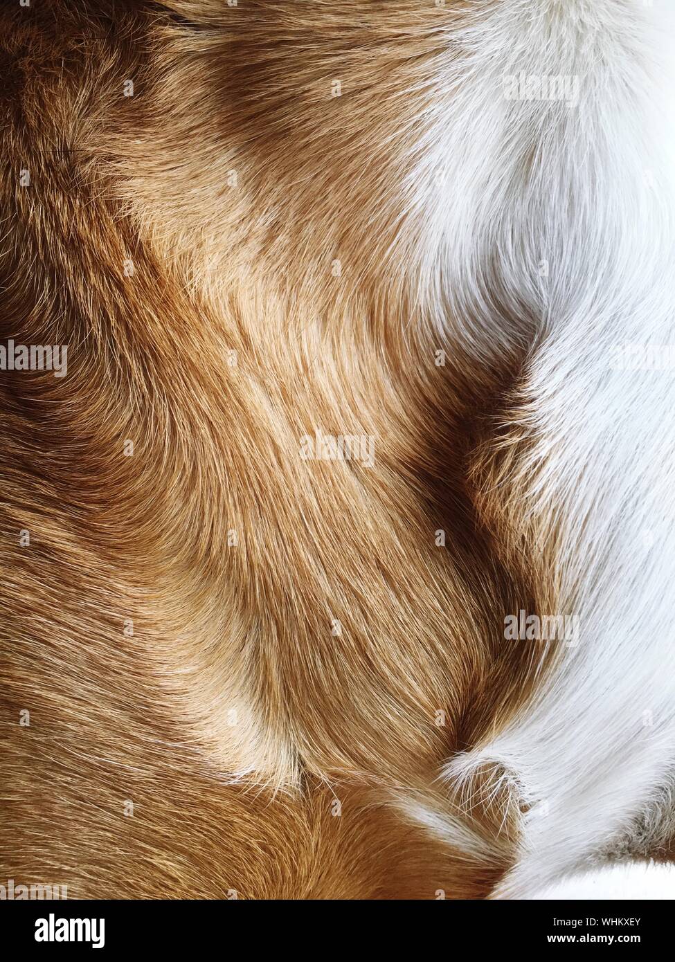 Full body dog hi-res stock photography and images - Alamy