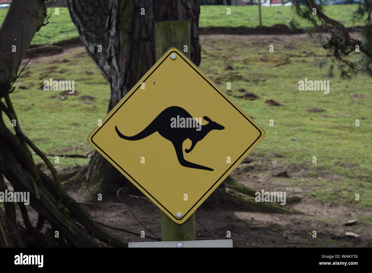 Kangaroo animal crossing sign hi-res stock photography and images - Alamy