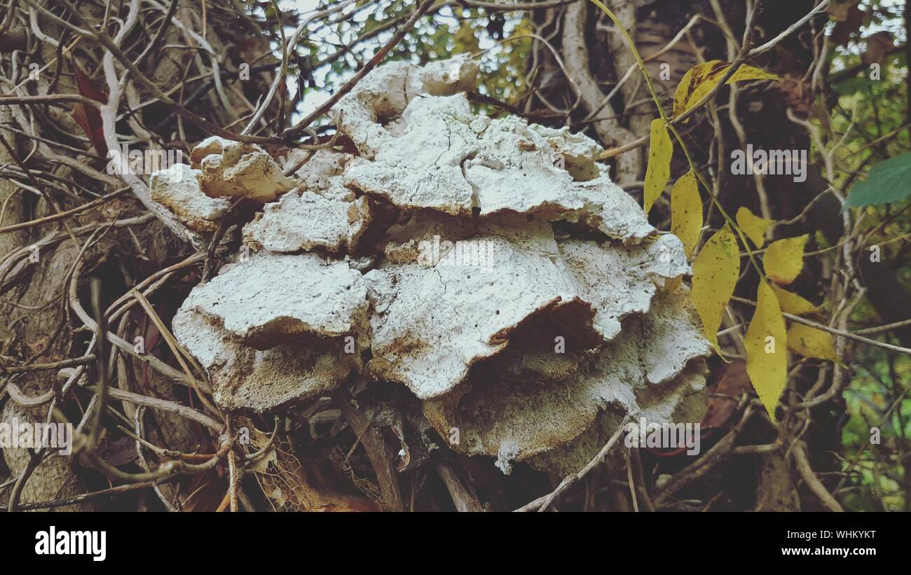 Fungus growing tree fungus hi-res stock photography and images - Alamy