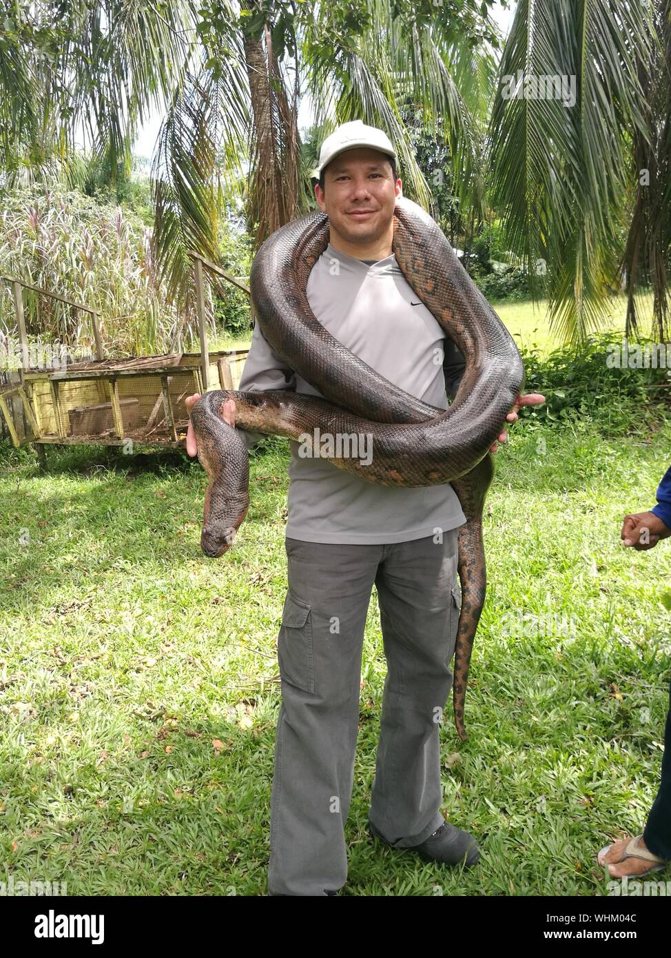 Full length green anaconda hi-res stock photography and images - Alamy