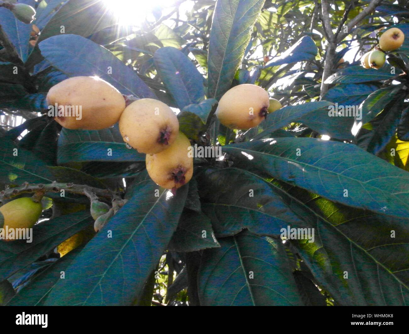 Loquats growing on tree hi-res stock photography and images - Alamy