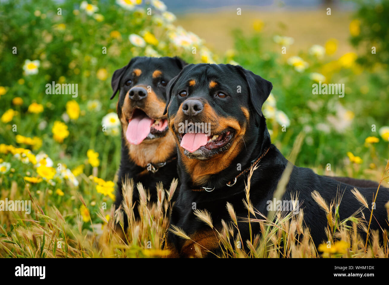 Rottweilers Two Dog Rottweiler High Resolution Stock Photography and ...
