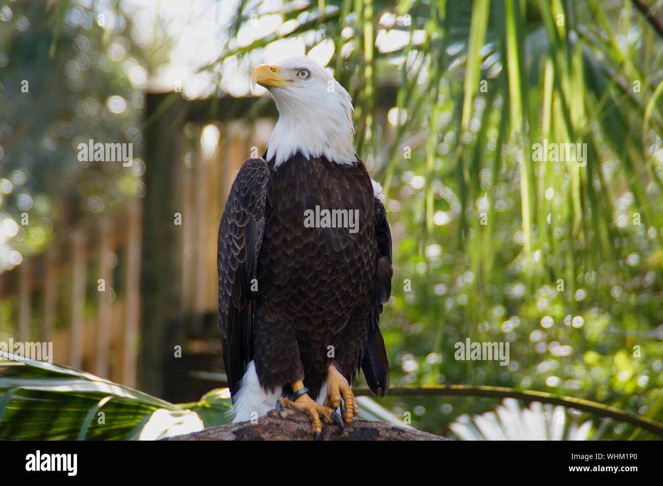 Eagle Zoo High Resolution Stock Photography and Images - Alamy