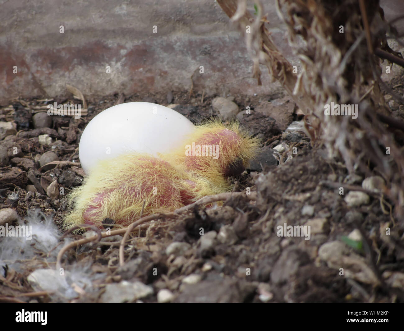 Snake bird nest hi-res stock photography and images - Alamy