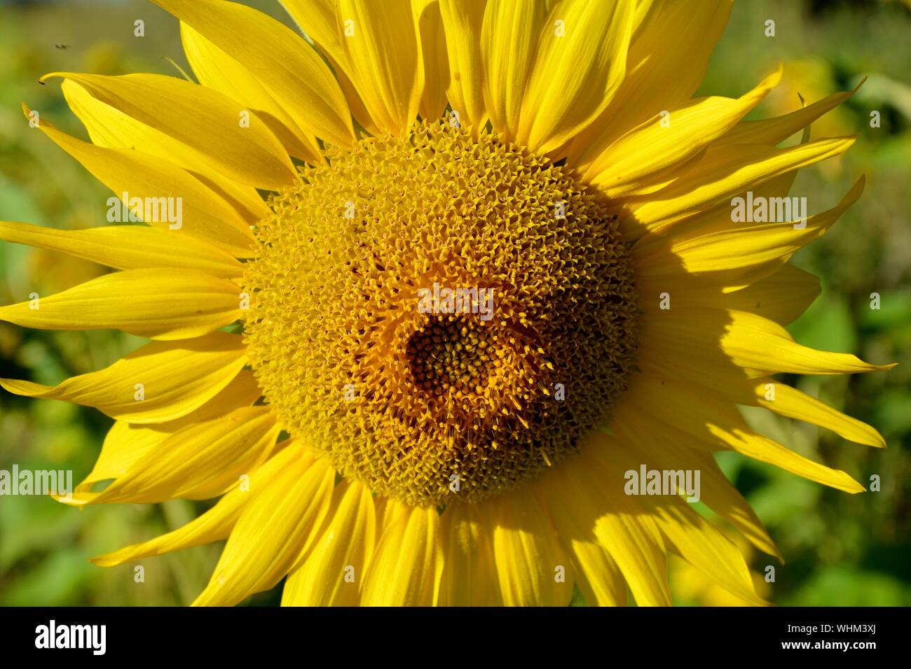 One sunflower hi-res stock photography and images - Alamy