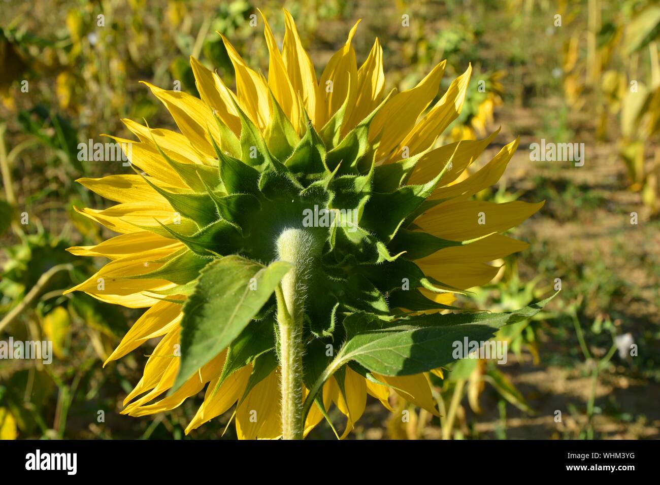 the back of a sunflower Stock Photo - Alamy