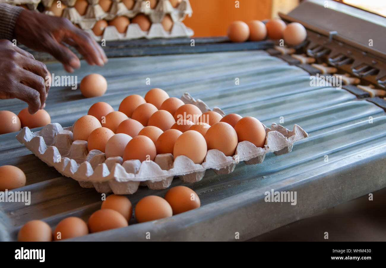 Eggs production, packed in a carton, by african farm worker Stock Photo ...