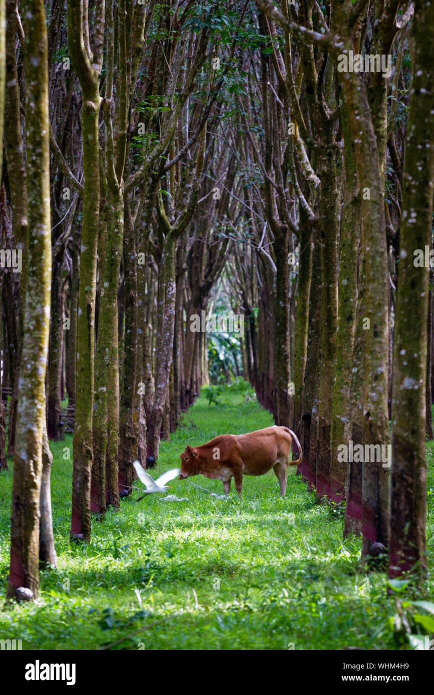 Cow bird hi-res stock photography and images - Alamy