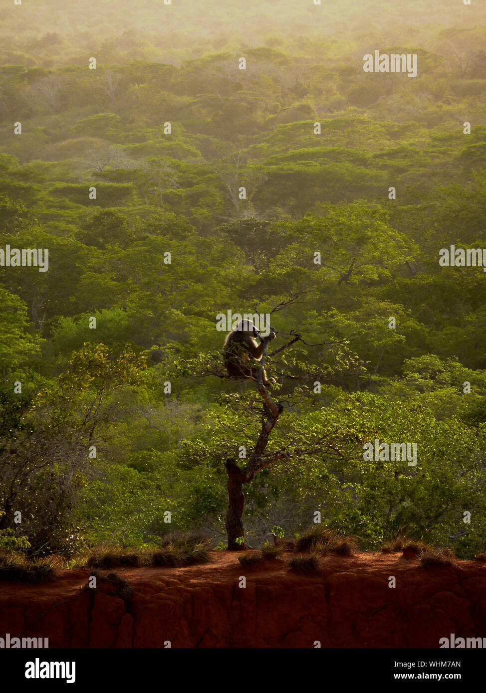 Dead Monkey High Resolution Stock Photography and Images - Alamy