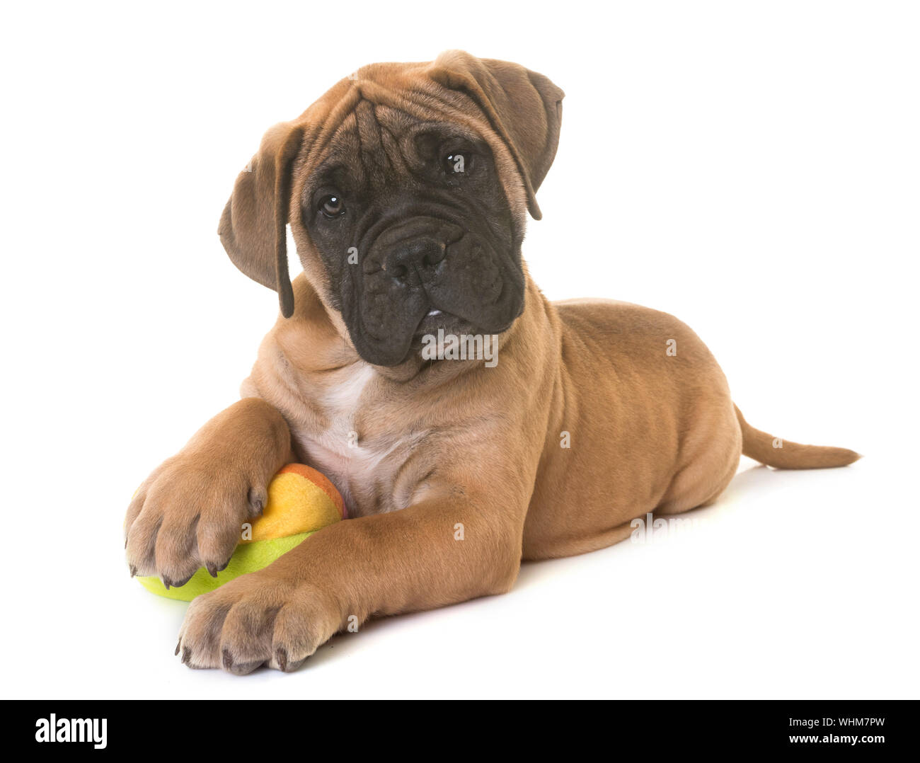 Bull mastiff puppy hi-res stock photography and images - Alamy
