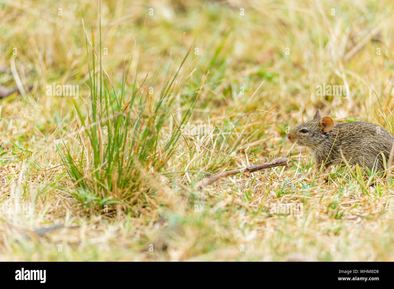Focus on rat hi-res stock photography and images - Alamy
