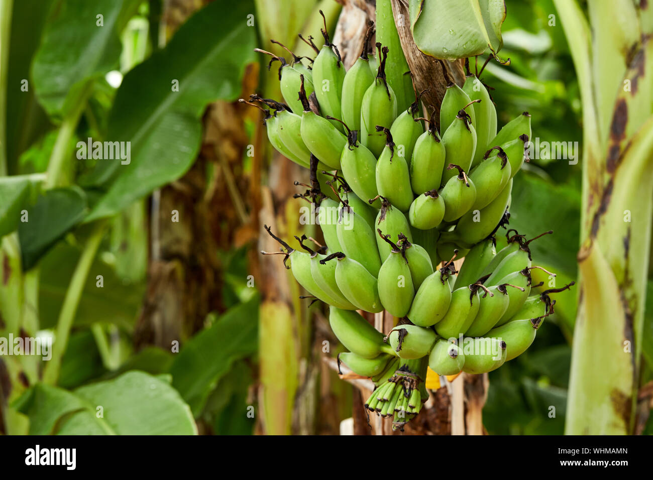Bananas in the tree hi-res stock photography and images - Alamy