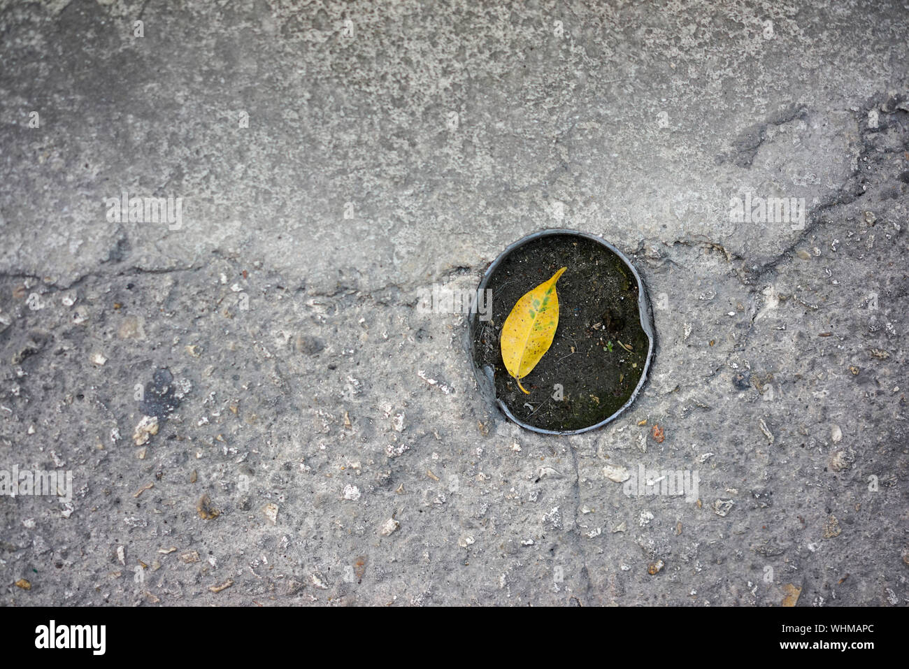 Pot leaf hi-res stock photography and images - Alamy