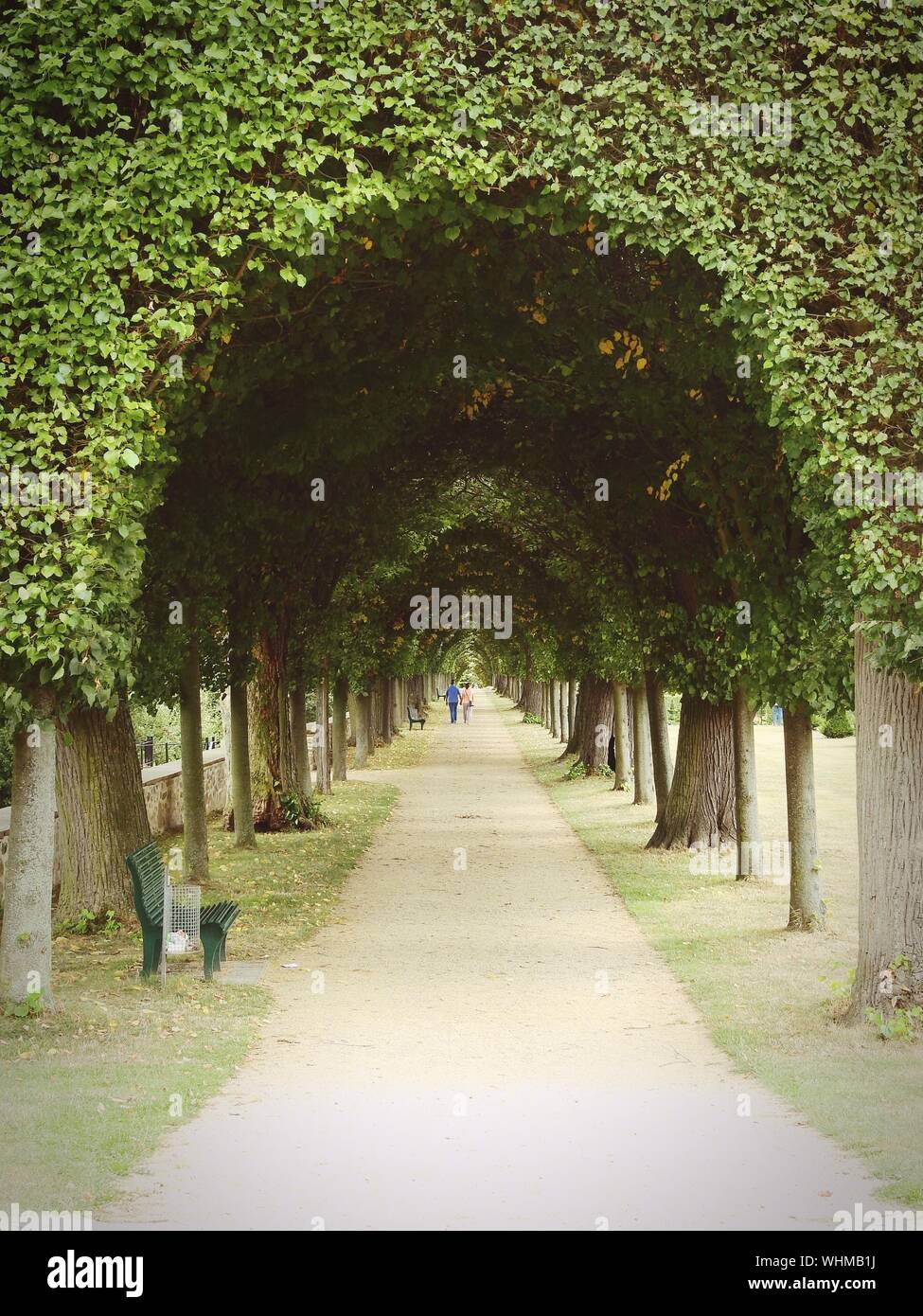 Ivy topiary hi-res stock photography and images - Alamy