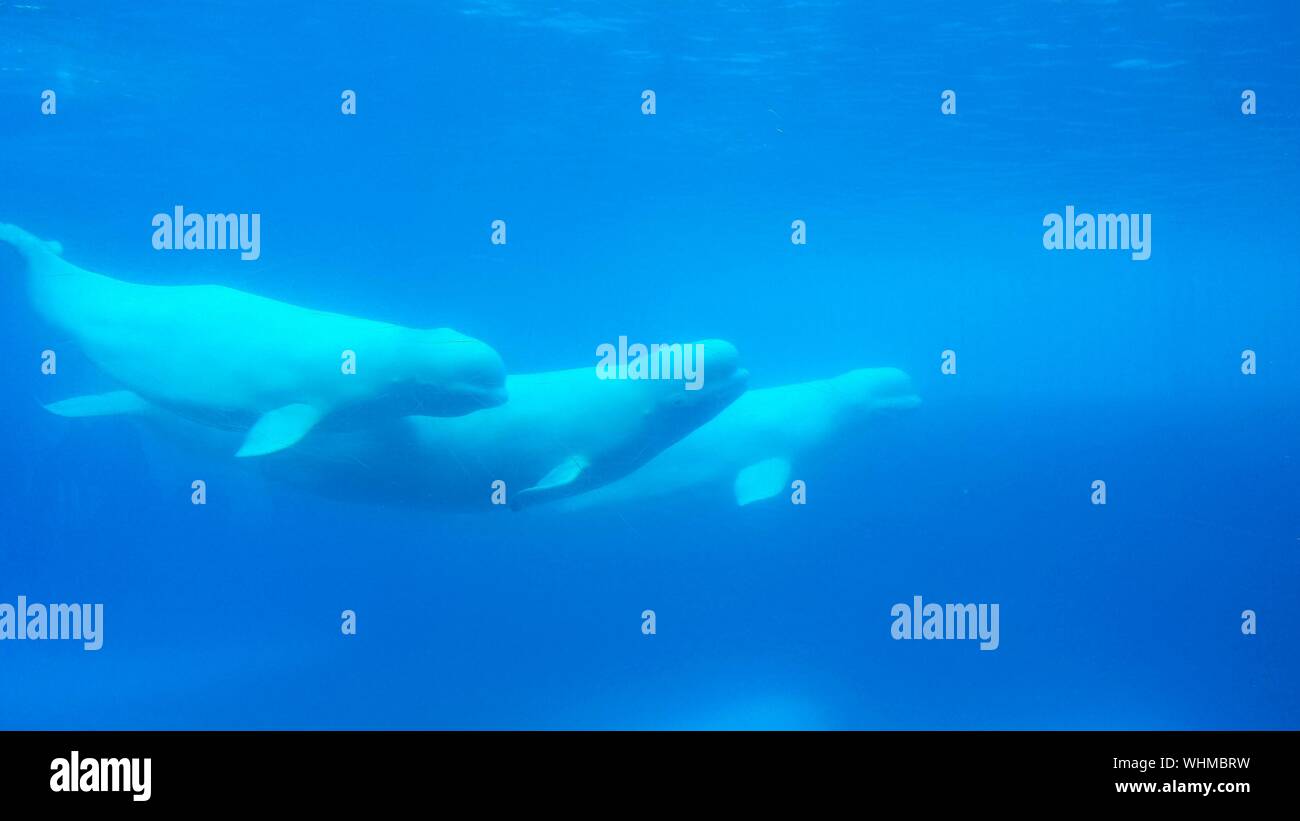 Beluga whales hi-res stock photography and images - Alamy