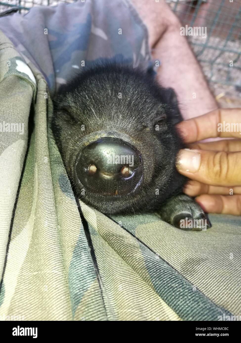 Man and pig hi-res stock photography and images - Alamy