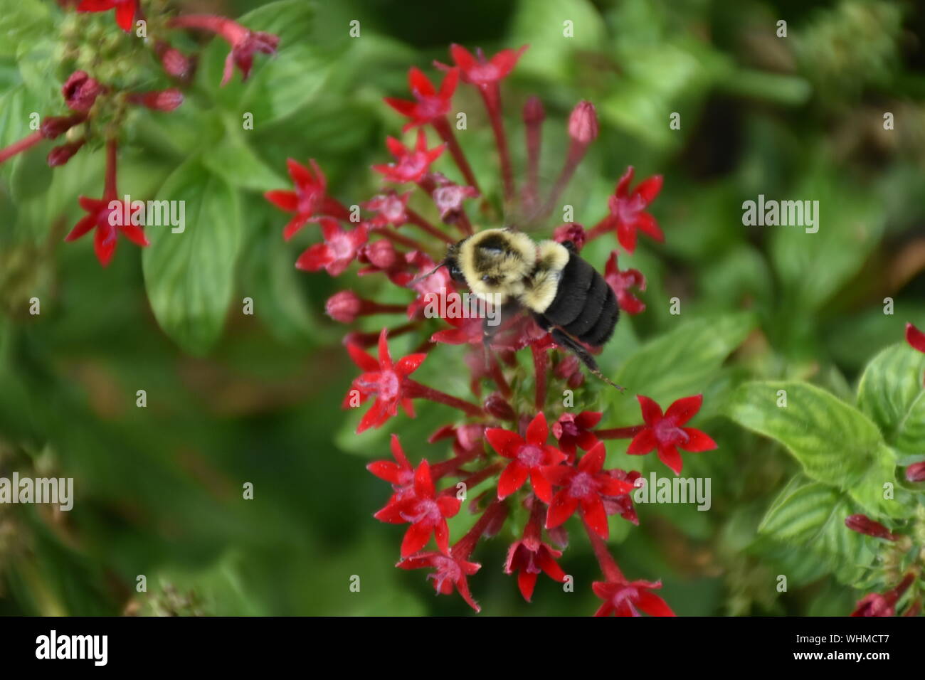 I created this macro Picture of a bee on a flower or bees on a flower ...