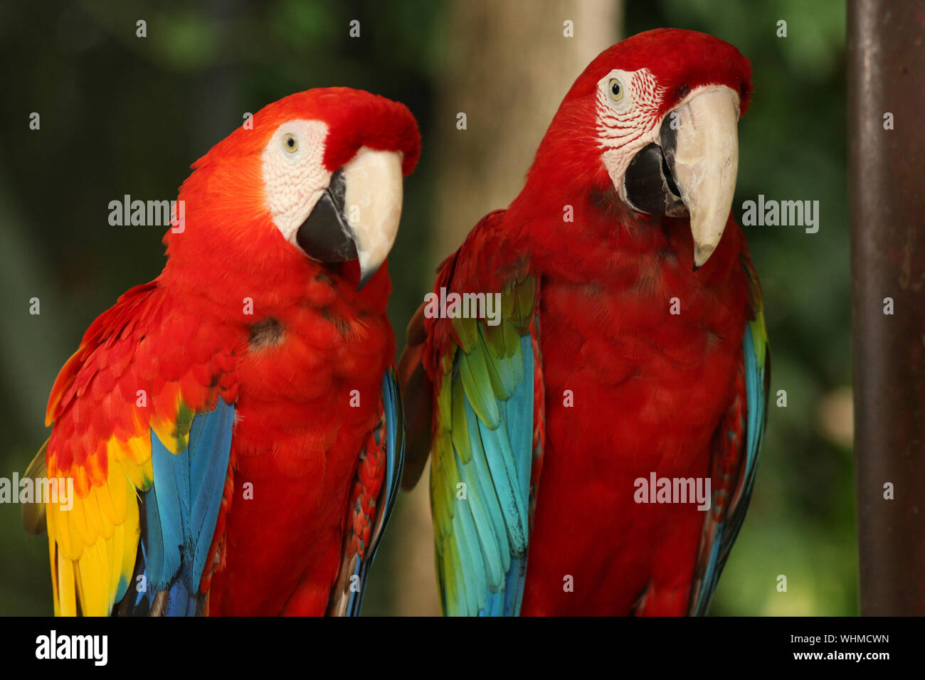 Two scarlet macaws hi-res stock photography and images - Alamy