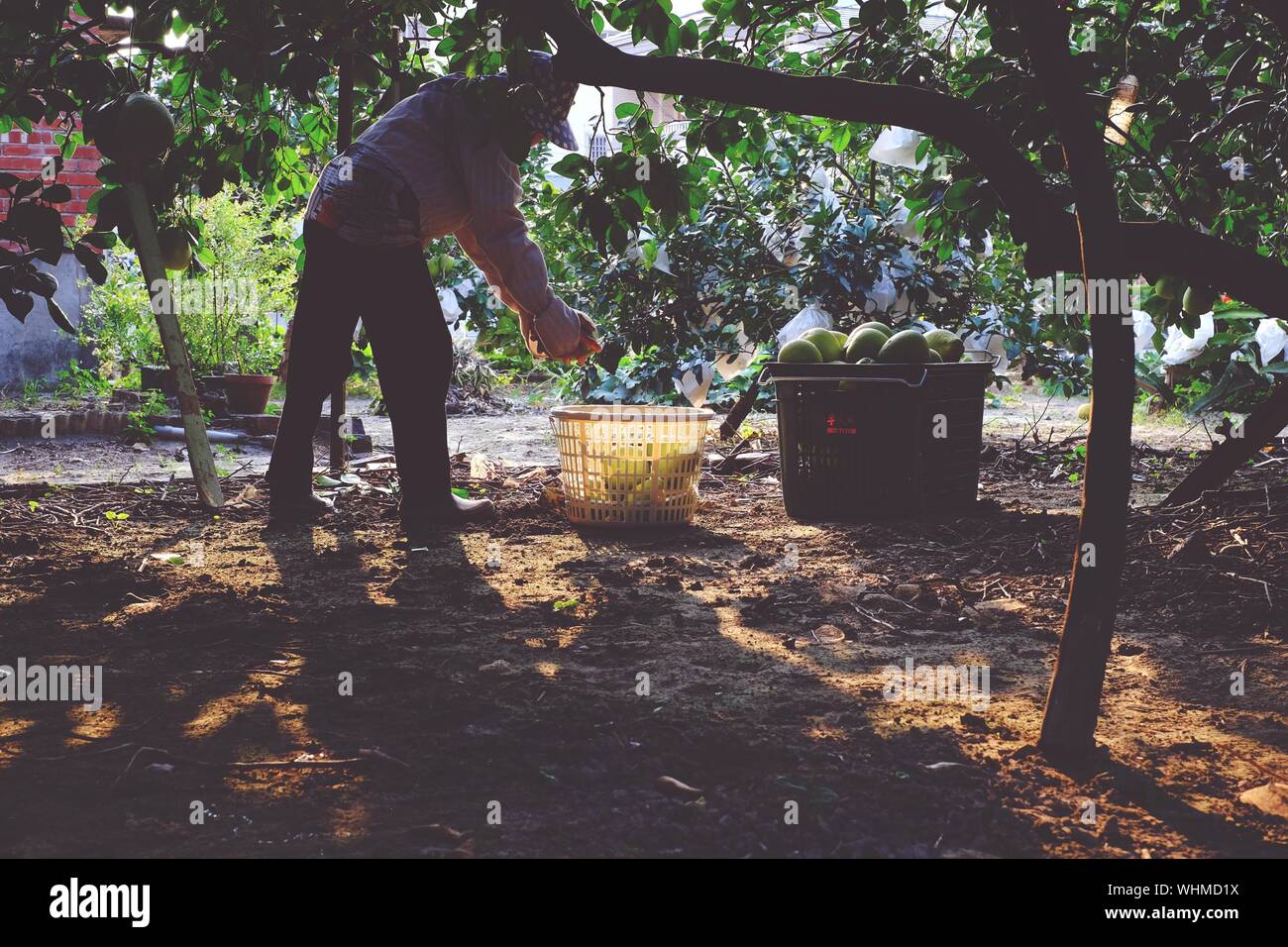 Farmer trees hi-res stock photography and images - Alamy