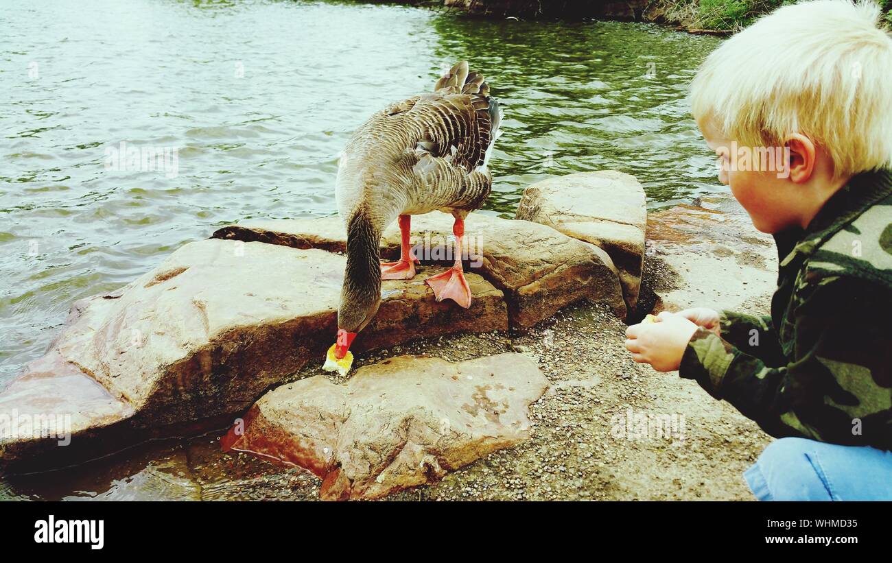 Boy duck hi-res stock photography and images - Alamy