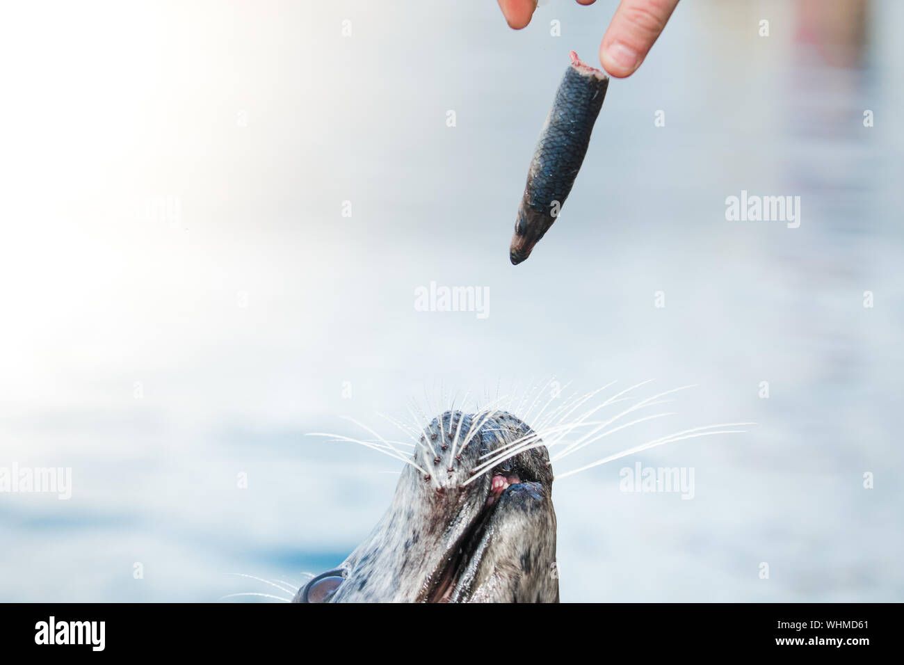 Hand seal hi-res stock photography and images - Alamy