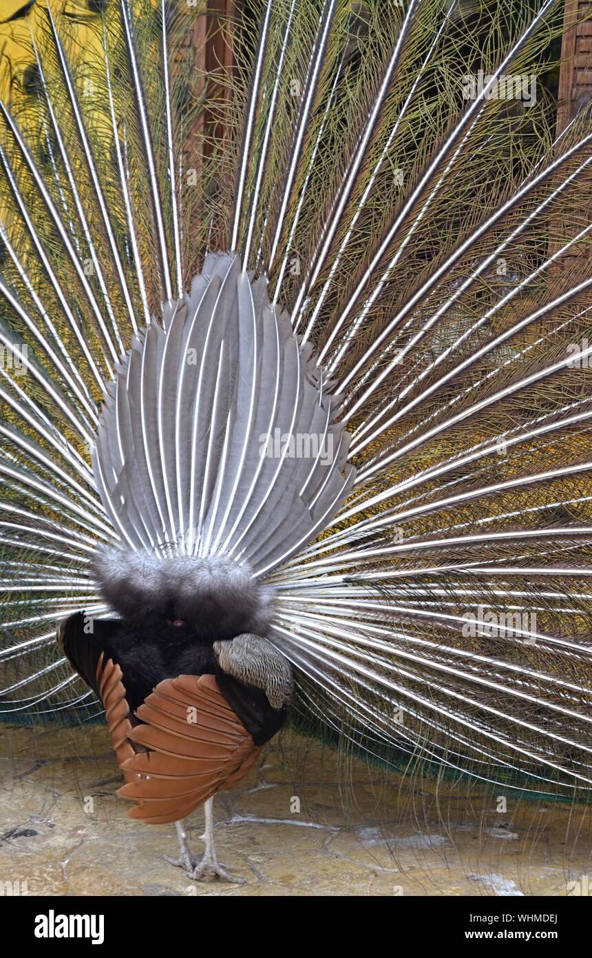 Rear view peacock hi-res stock photography and images - Alamy