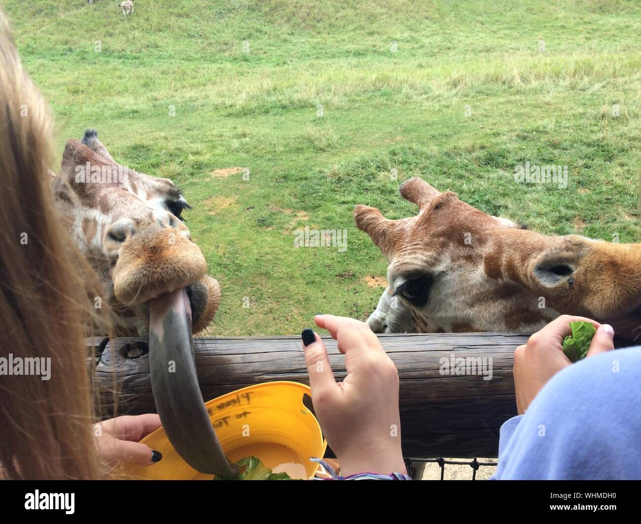 Zoo animals people hi-res stock photography and images - Alamy