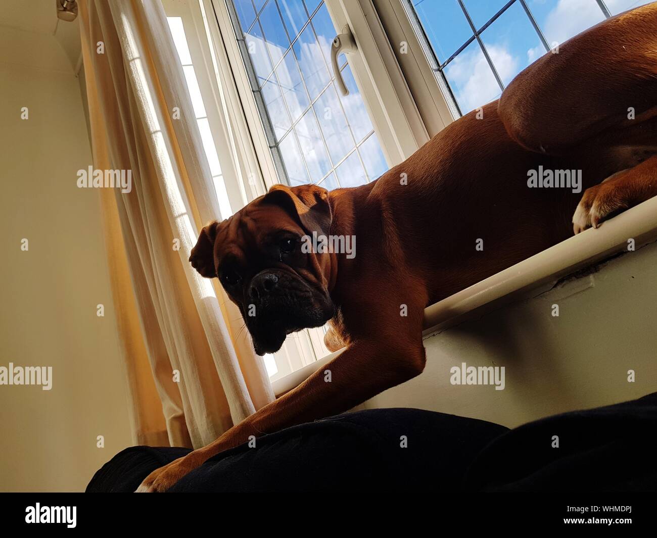 Woking dog hi-res stock photography and images - Alamy