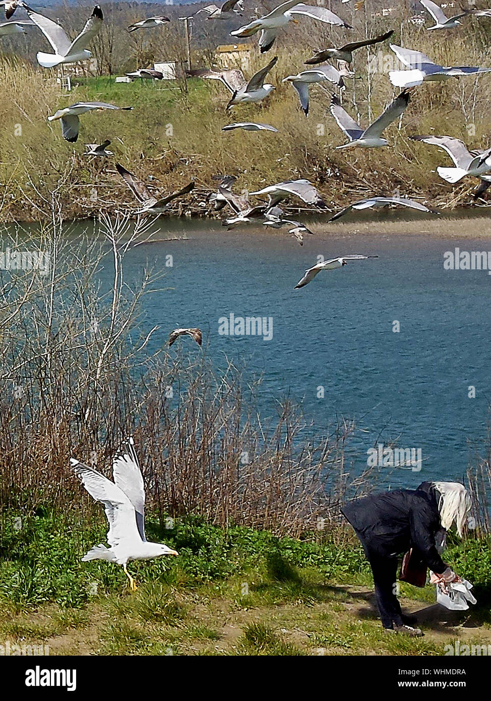 Seagulls lakeshore animal wildlife hi-res stock photography and images ...