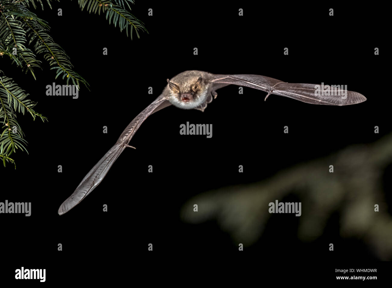 Flying bat hunting in forest. Natterer's bat (Myotis nattereri) is ...