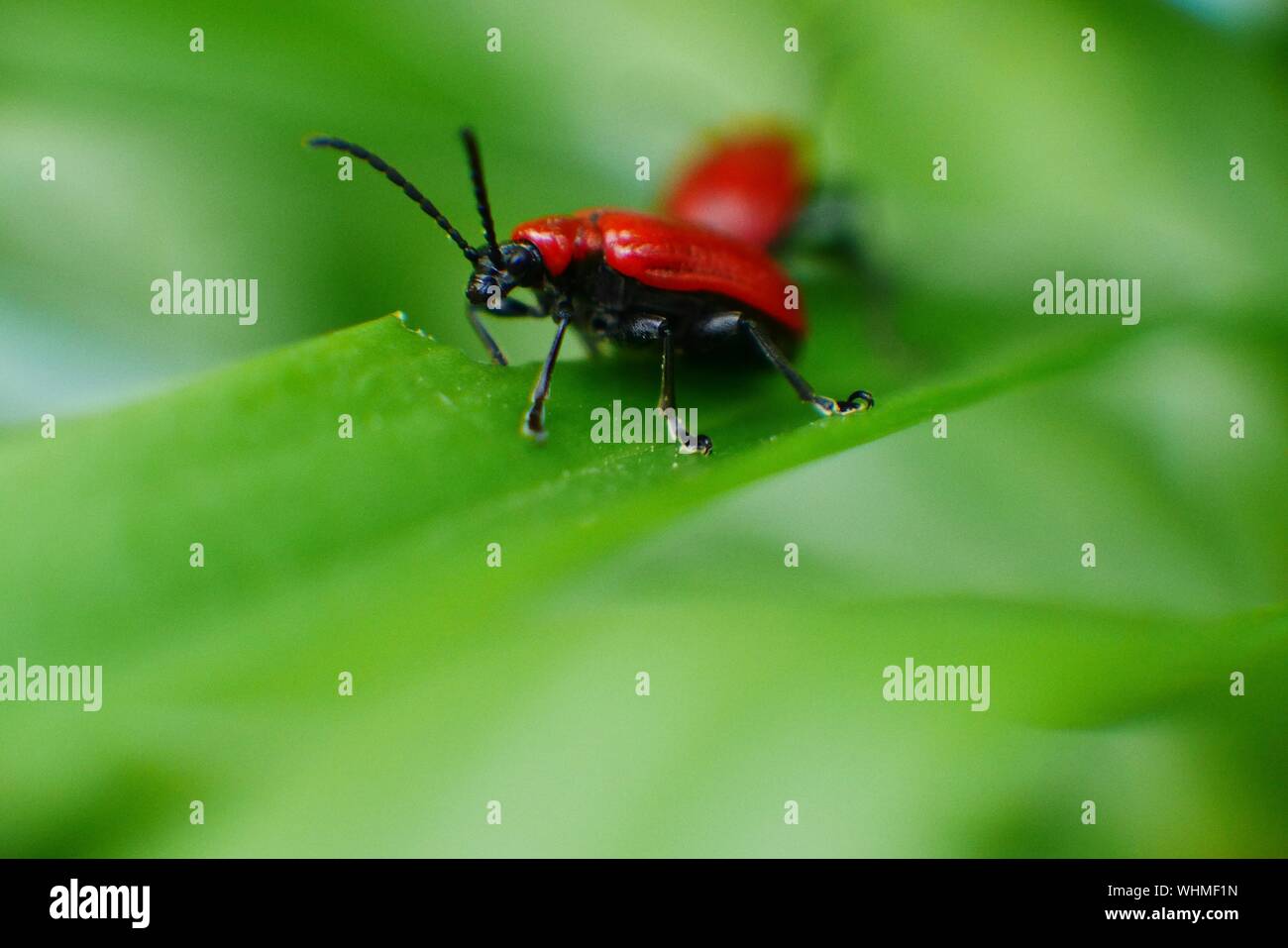 Red bugs hi-res stock photography and images - Alamy