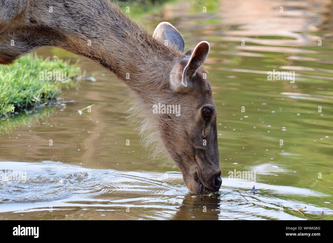 Deer Drinking River High Resolution Stock Photography and Images - Alamy
