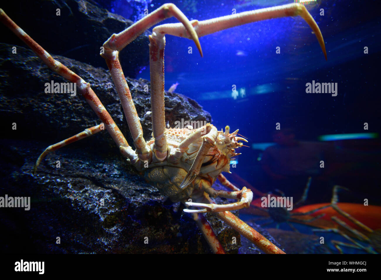 Japanese spider crab giant spider hi-res stock photography and images ...
