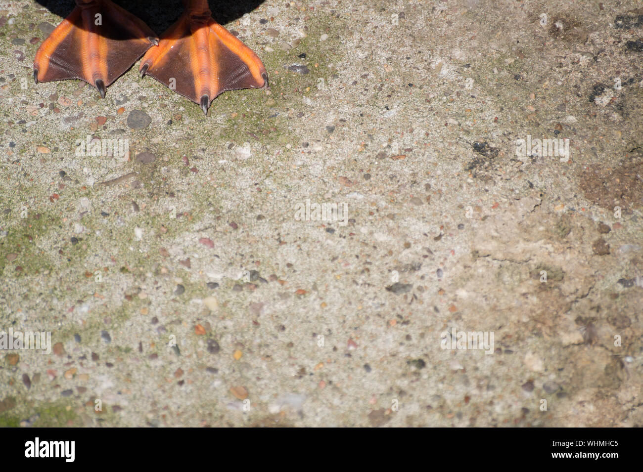 Webbed hi-res stock photography and images - Alamy