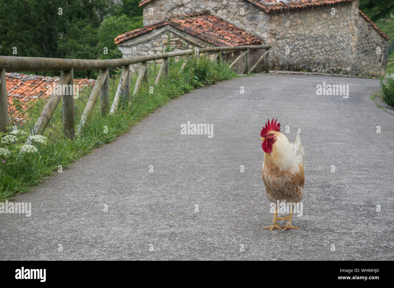 Chicken road hi-res stock photography and images - Alamy