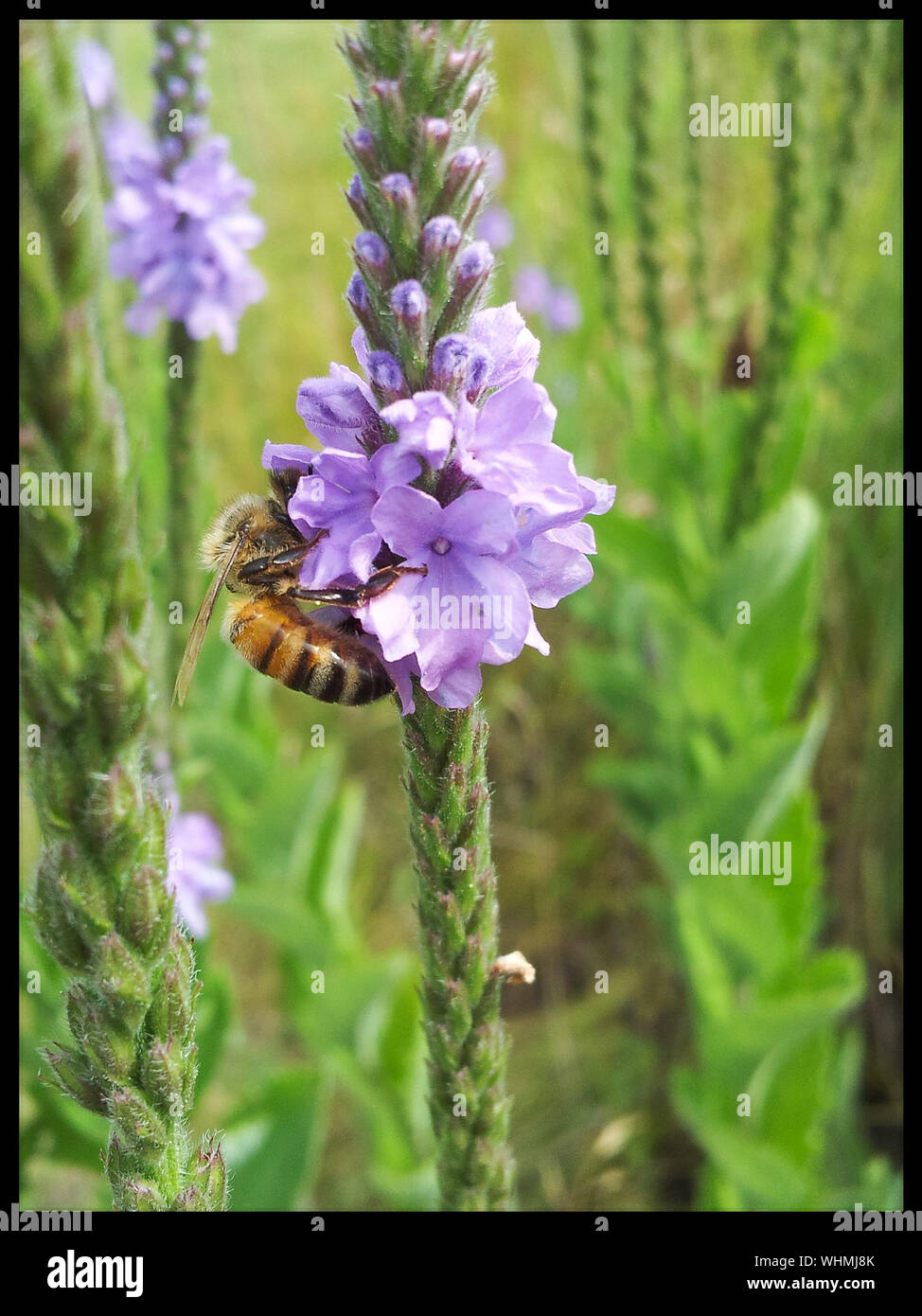 Side view of bee hi-res stock photography and images - Alamy