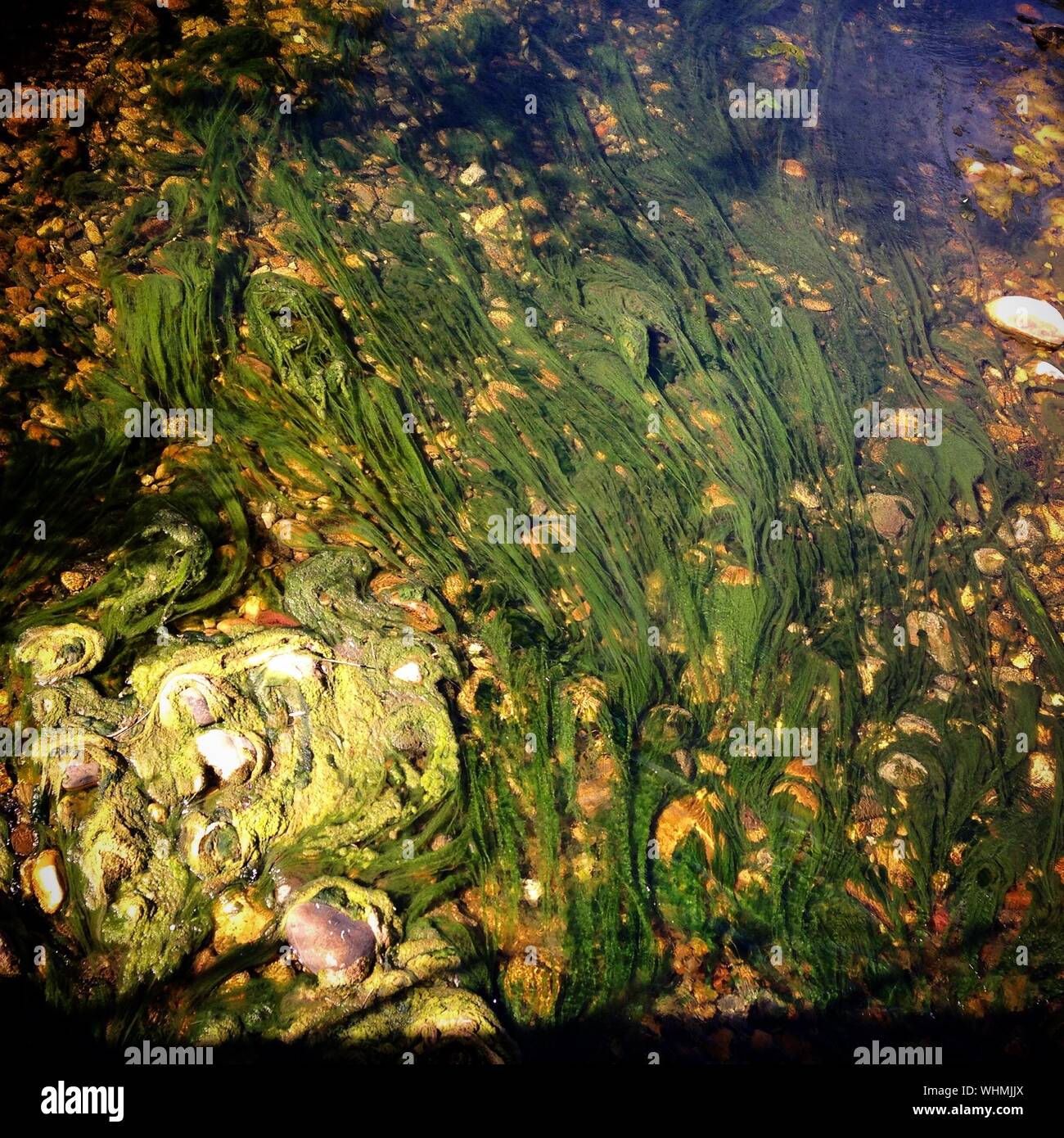 Aquatic river plants hi-res stock photography and images - Alamy