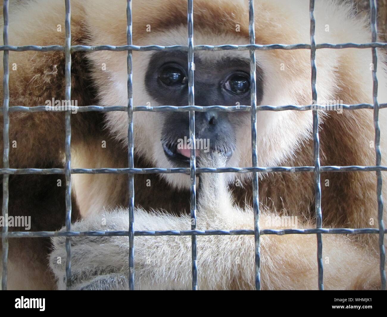 In cage monkey hi-res stock photography and images - Alamy