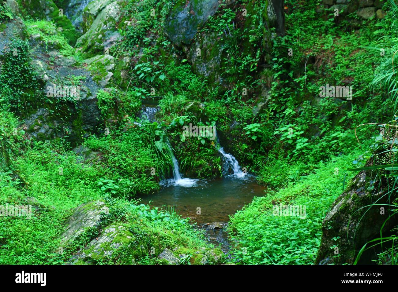 Stream running through trees hi-res stock photography and images - Alamy