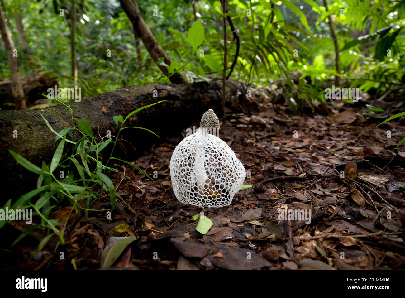 Phallus indusiatus hi-res stock photography and images - Alamy