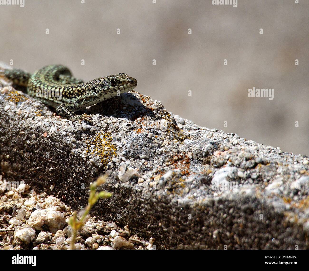 Iberolacerta Cyreni High Resolution Stock Photography and Images - Alamy