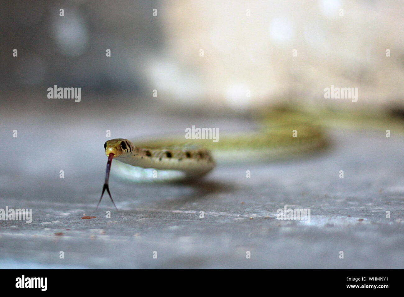 Snake sticking out tongue hi-res stock photography and images - Alamy