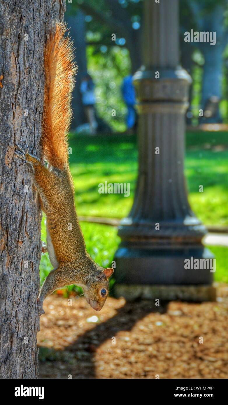 Down tree hi-res stock photography and images - Alamy