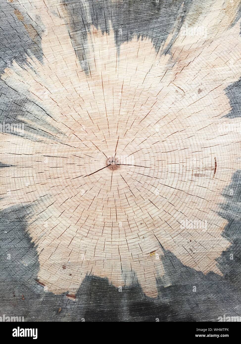 Fossil tree stump hi-res stock photography and images - Alamy