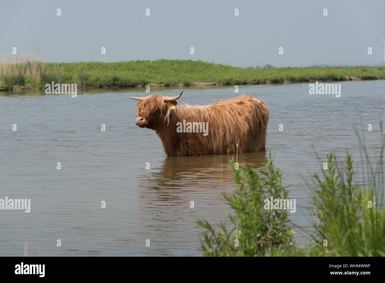 Cattle river hi-res stock photography and images - Alamy